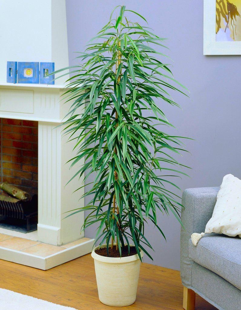 Ficus Alii - Large Indoor Ficus Houseplant - 135cm Specimen