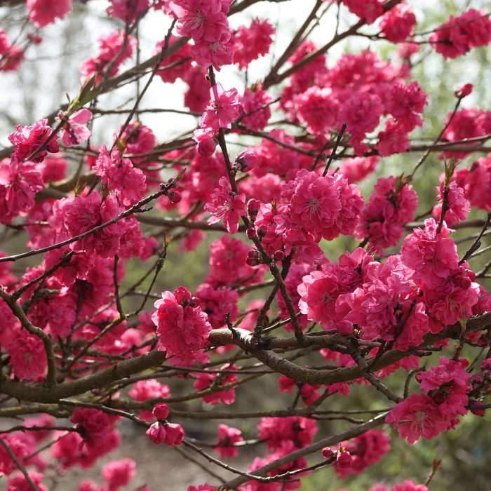 Prunus persica Taoflora Red - circa 150cms tall