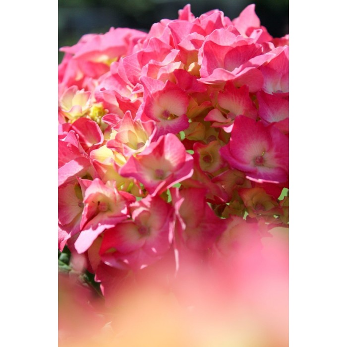 Hydrangea Tree - Kings Red - Giant Red Mophead Standard Tree 100-120cms ...