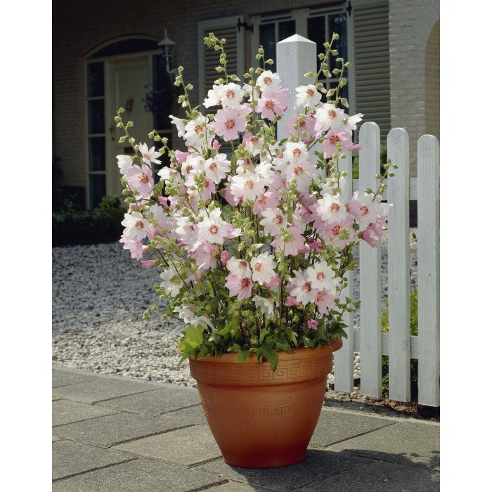 Lavatera Barnsley Baby