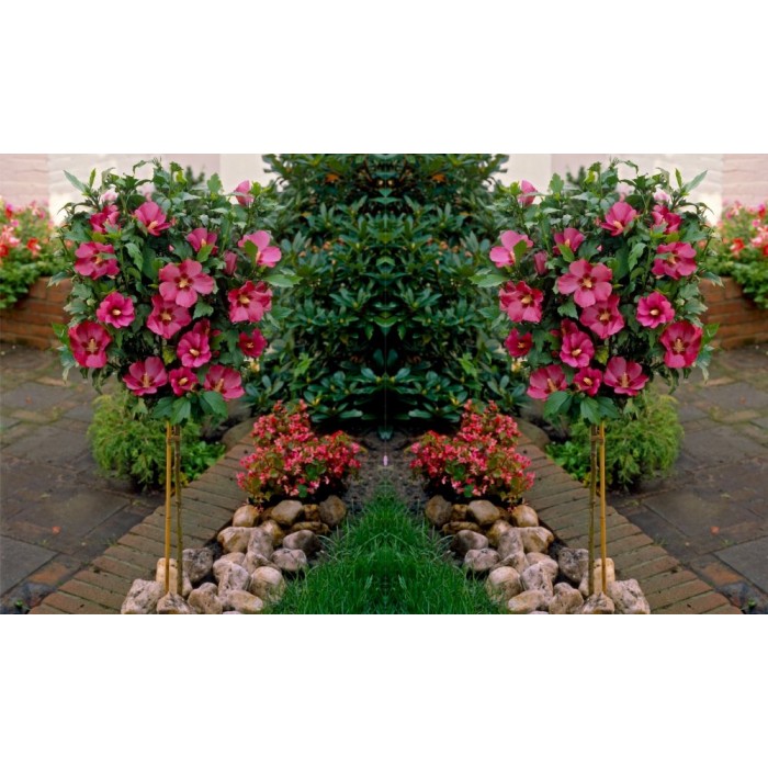 Pair of 'Candy Pink' Hibiscus Trees