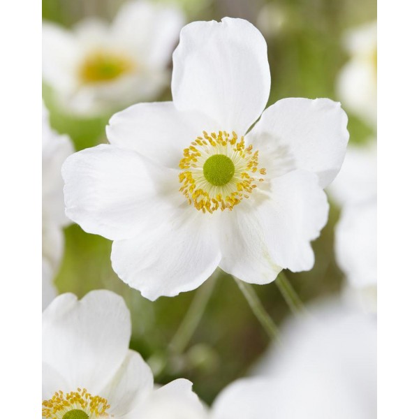 Japanese Anemone plants for sale UK delivery