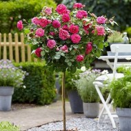 Rose Trees - Patio Standard Rose Trees - Gardening Express