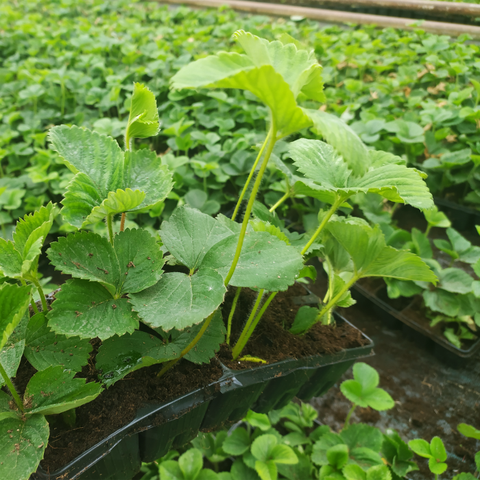 Alpine Strawberry - Rujana - Pack of TEN