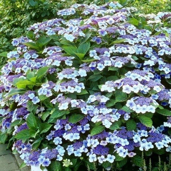 Page 3 | Hydrangea shrubs for sale UK | Buy Hydrangea plants online UK
