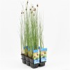 Typha minima - Dwarf Bulrush - Miniature Cattail