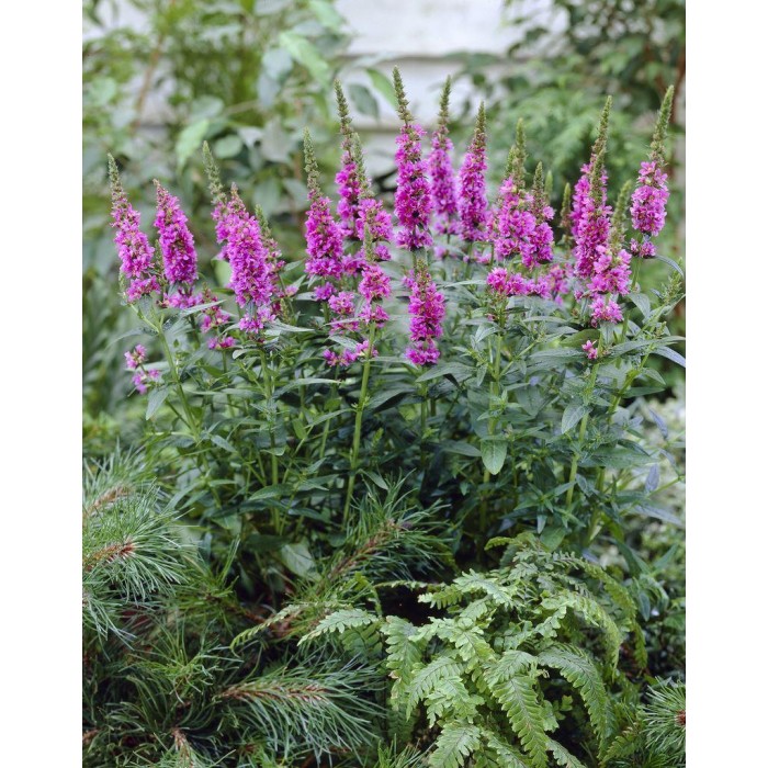 Lythrum salicaria 'Robert'