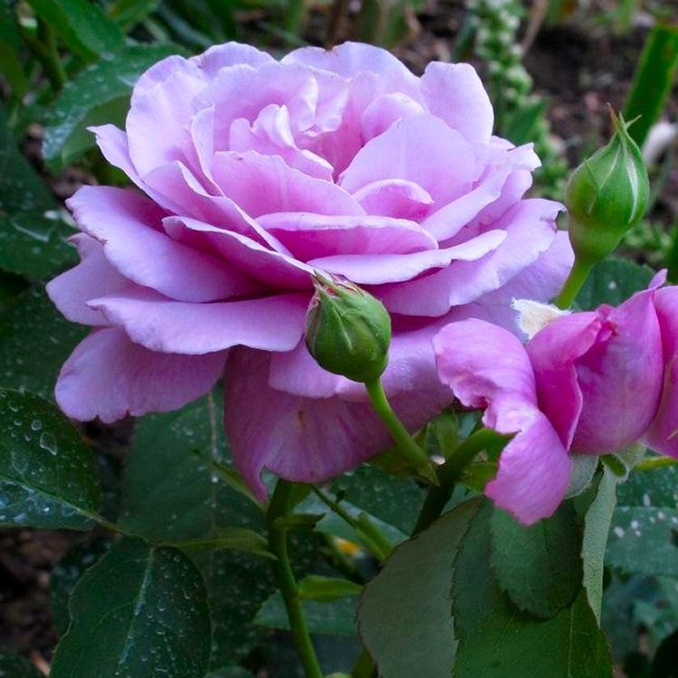 Large 6-7ft Specimen - Climbing Rose Indigoletta - Violet flowers