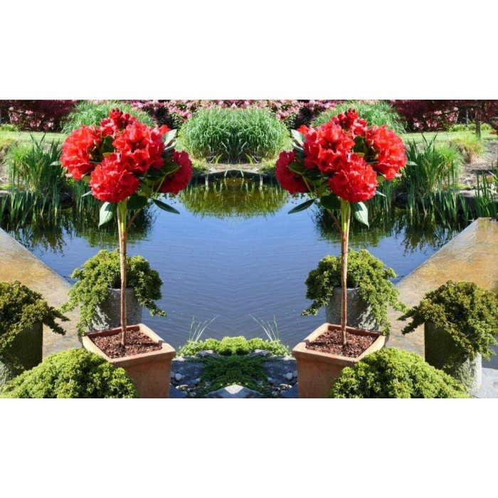Red Jack Rhododendron Tree - 80cms