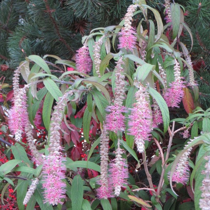 Rostrinucula dependens Happy Cascade - Purple Plume Weeping Buddleia ...