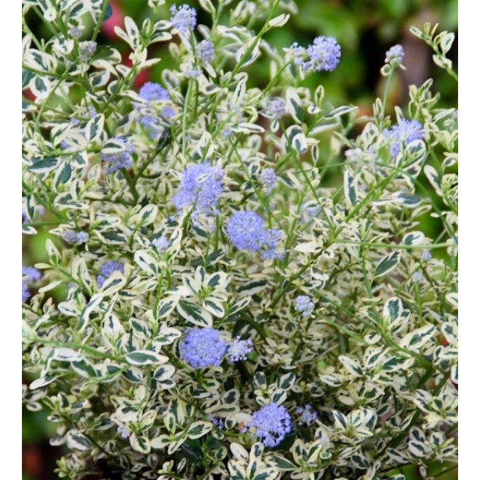 Ceanothus impressus Cool Blue - Hardy Variegated Victoria Ceanothus