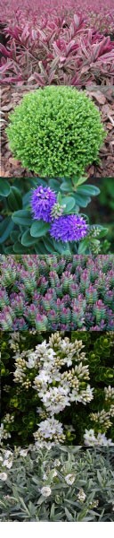 Hebes Collection - Selection of SIX Outstanding Hardy Evergreen Hebe Plants