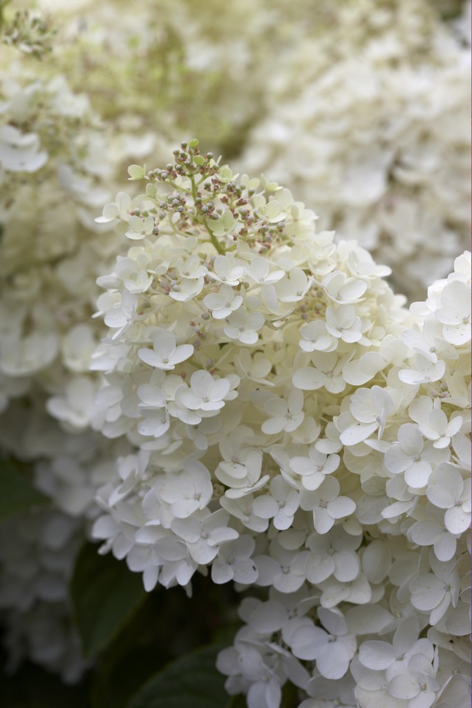 Large Specimen - Hydrangea paniculata Phantom