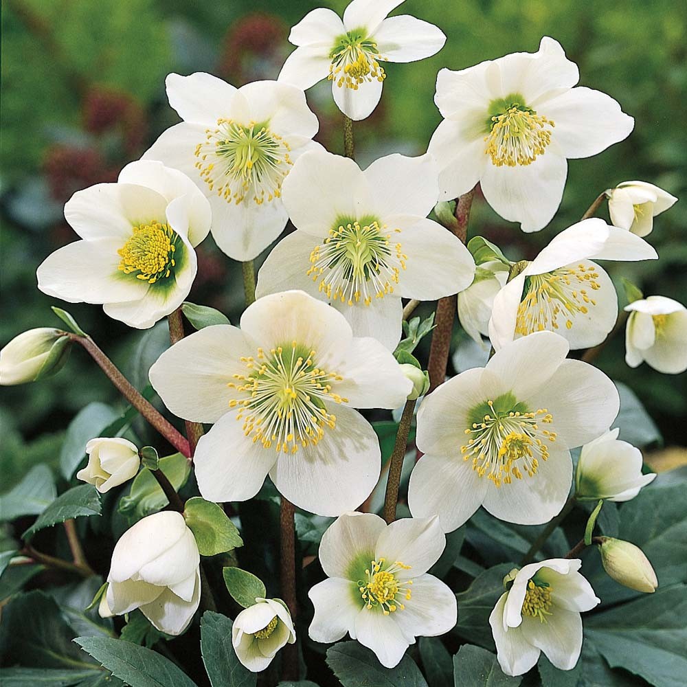 Helleborus niger - White Hellebore in Bud - Pack of SIX Plants