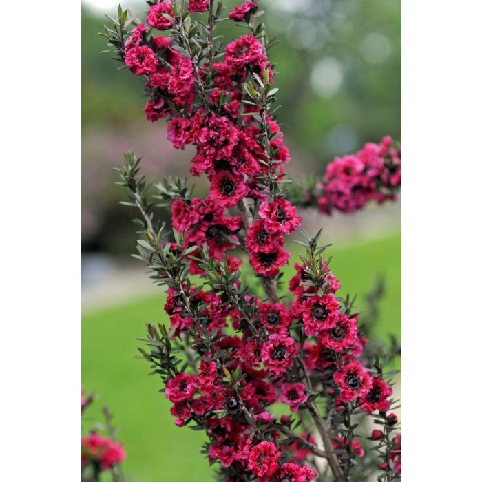 Leptospermum Crimson Glory - Manuka Honey Bush