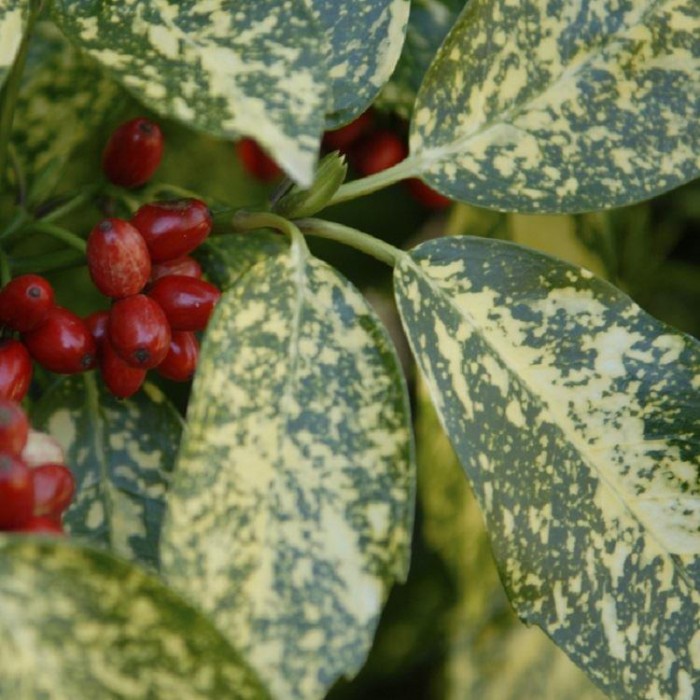 Aucuba japonica Crotonifolia - Evergreen Japanese Variegated spotted Laurel