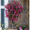 Pair of Fuchsia Tree Standards 'Purple-Red Angela' - Gorgeous Patio ...