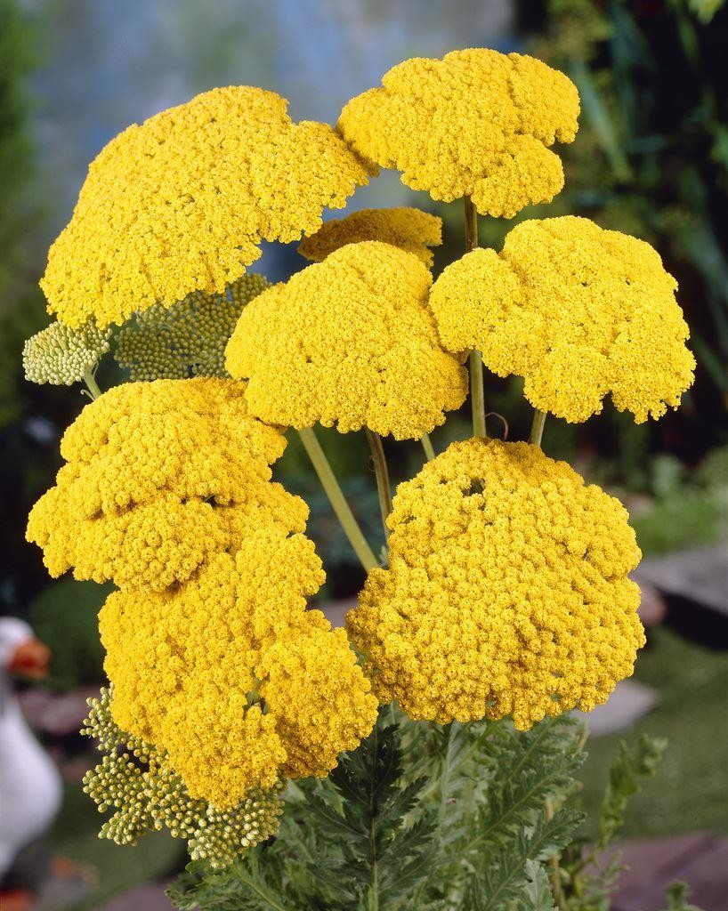 Achillea filipendula 'Cloth of Gold' - Yarrow