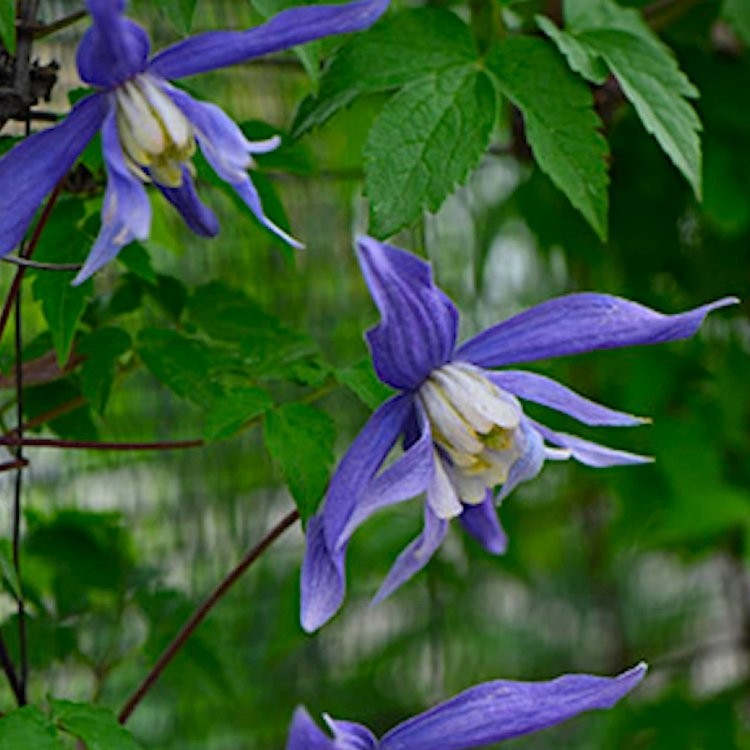 Clematis Jiska
