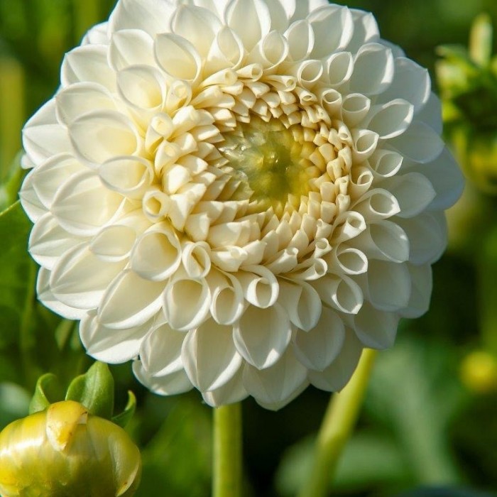 Premium varieties Dahlia Collection - Pack of FIVE Plants
