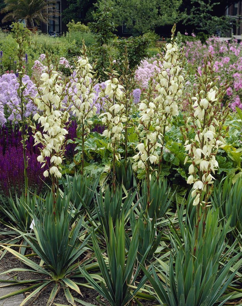 Yucca filamentosa - Adams Needle - Large