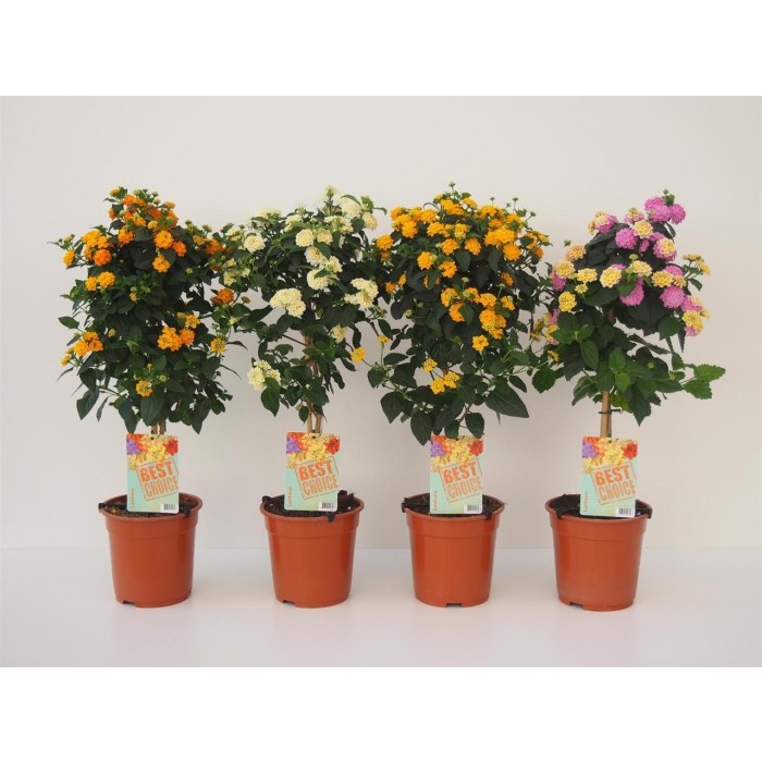 Patio Standard Lantana Tree