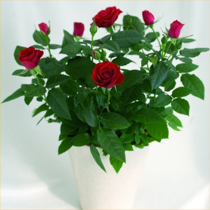 Beautiful Indoor Pot Roses in Assorted Colours