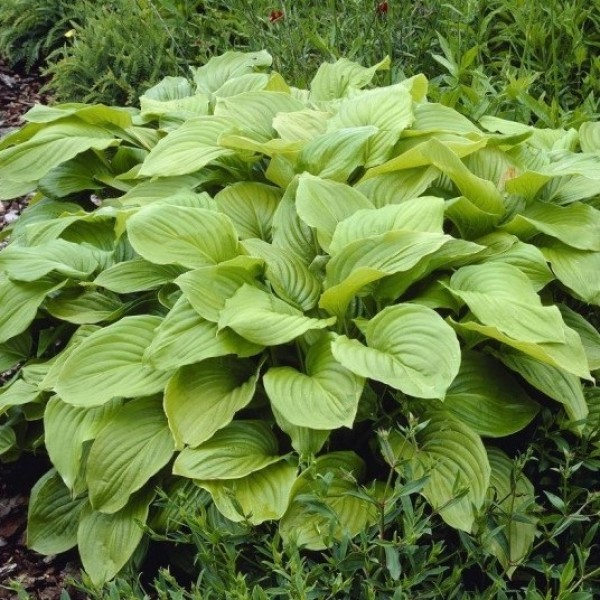 Hosta plants for sale | Plantain lilies