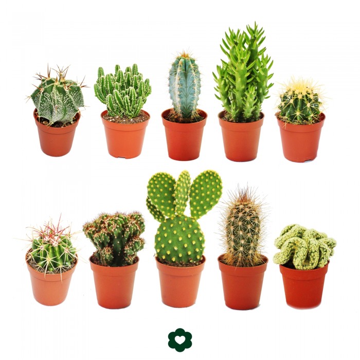 Pack of THREE Cactus Plants in Assorted Cacti varieties