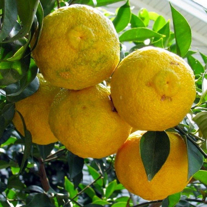 Yuzu Lime - Citrus junos Tree - 60-80cms