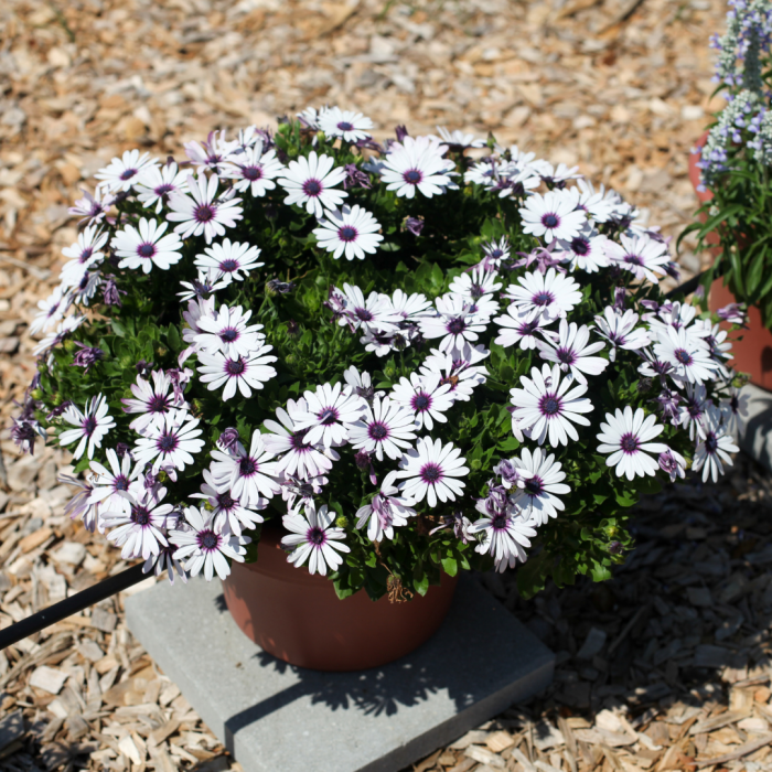 Osteospermum Ostica 'Amethyst' - Pack of SIX Potted Plants
