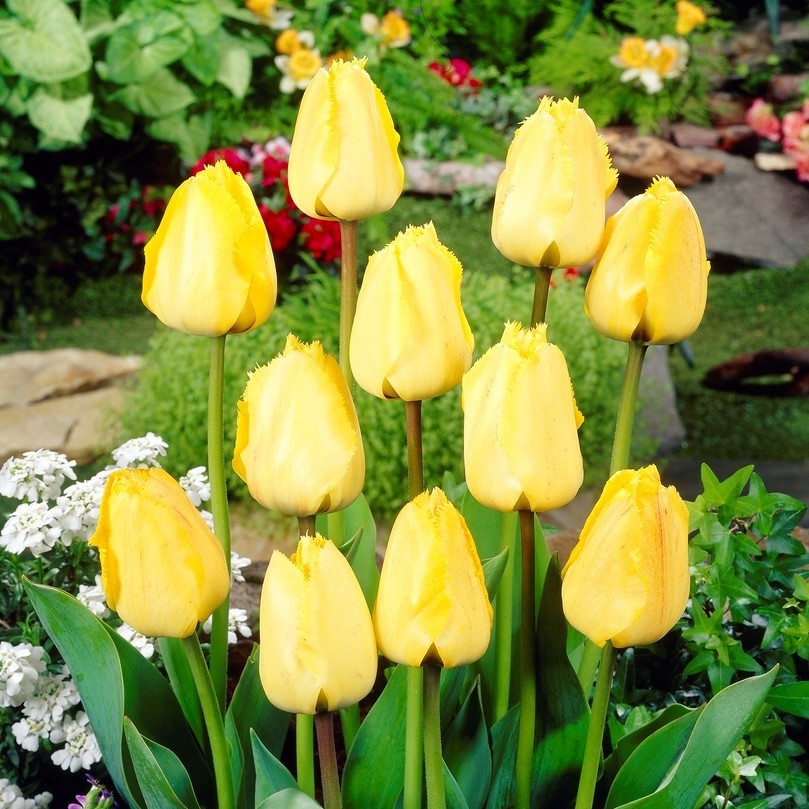 Tulip Fringed Elegance - Pack of 12