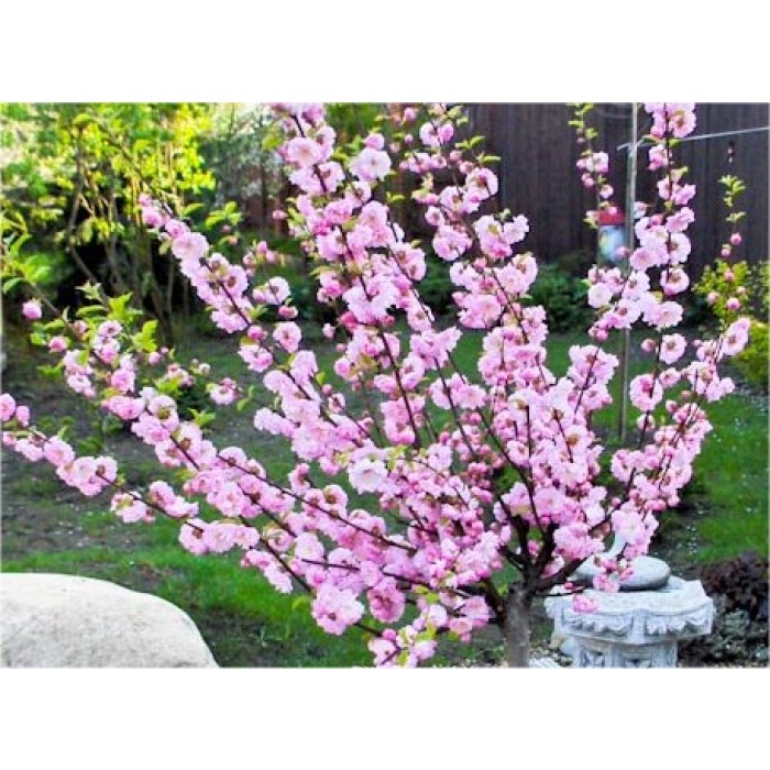 Large 6-7ft - Prunus triloba - Double Flowering Cherry-Almond TREE