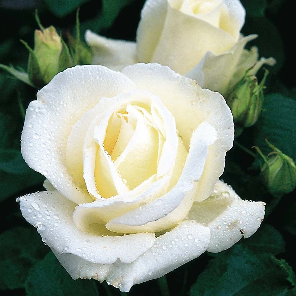Large Standard Rose Tree 'White Queen Elizabeth' - circa 150cms tall