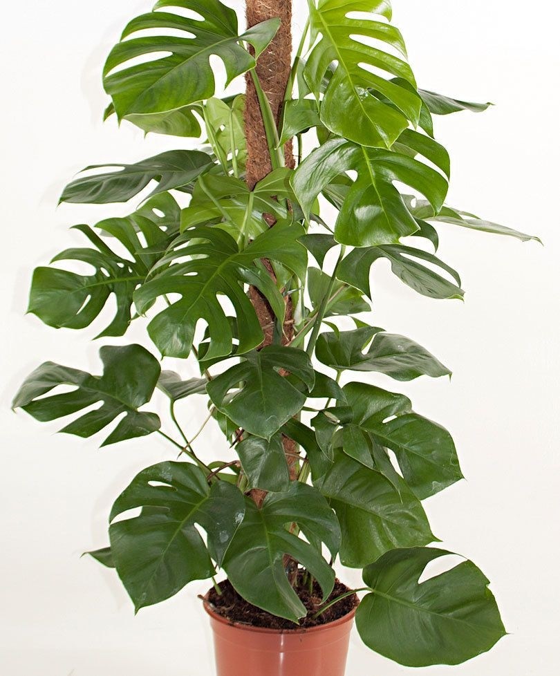 Monstera deliciosa - LARGE 120-150cm - Swiss Cheese Plant on Mosspole
