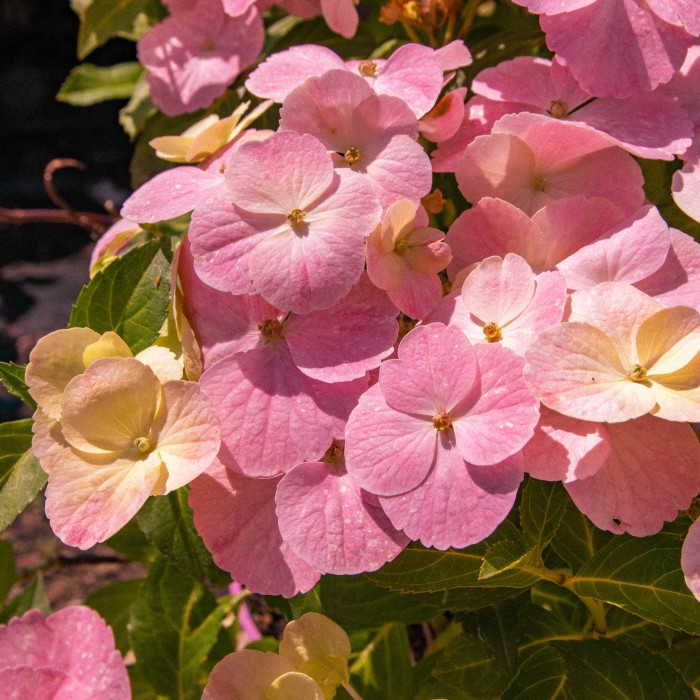 Hydrangea French Bolero Pink
