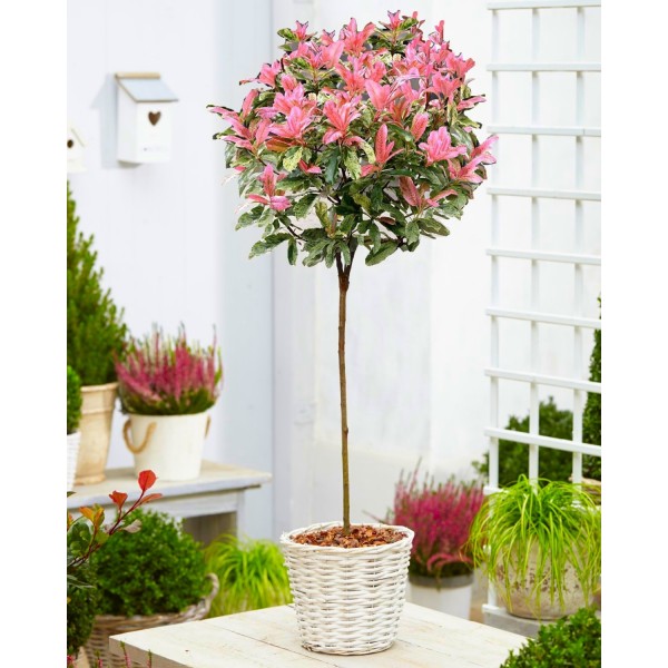 Buy Photinia shrubs | Photinia plants for sale UK delivery
