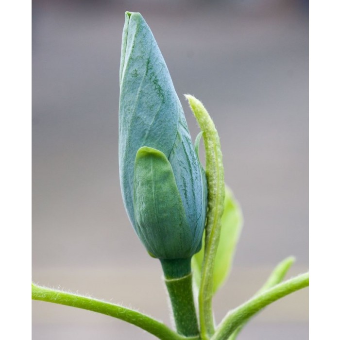 Magnolia acuminata Blue Opal - Blue Budded Tulip Tree