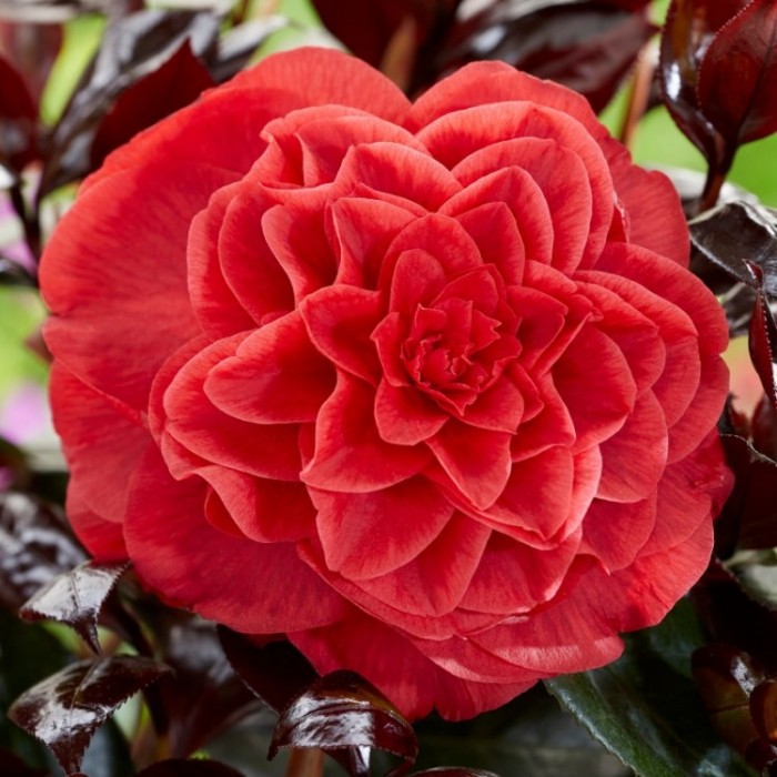 Camellia japonica 'Femme Fatale'