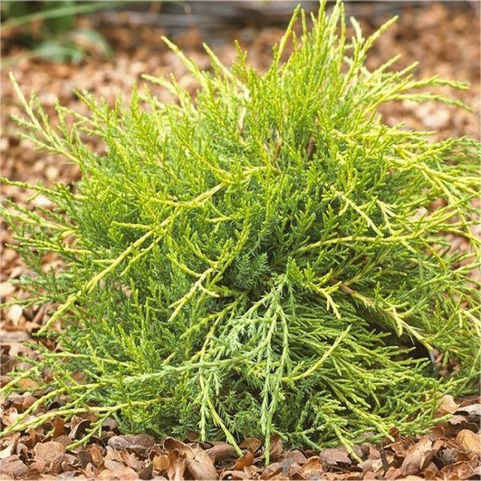 Juniperus x media 'Goldcoast' - Dwarf Slow Growing Conifer