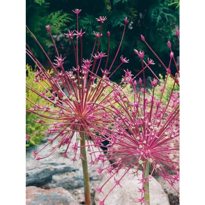 Allium schubertii - Giant Sparkler Firework Allium - Large Bulb - Pack of 2