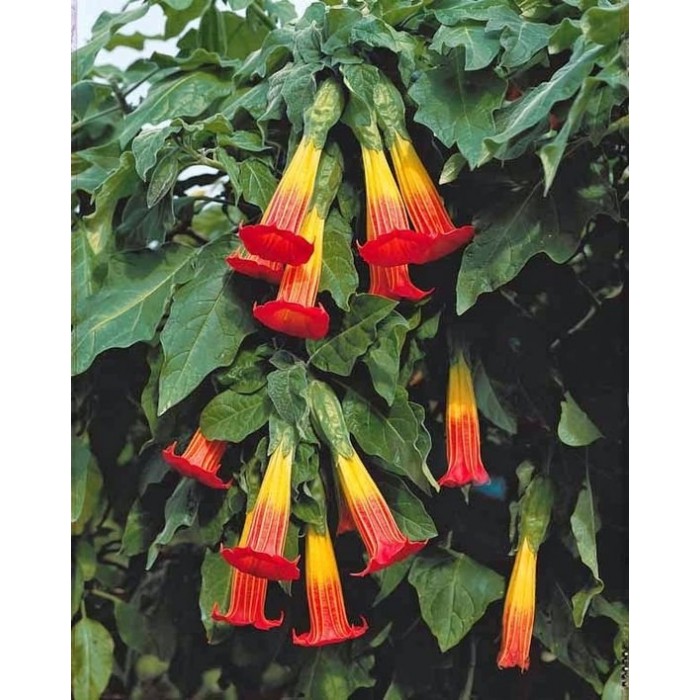ORANGE-RED Angels Trumpet Plant - Brugmansia sanguinea
