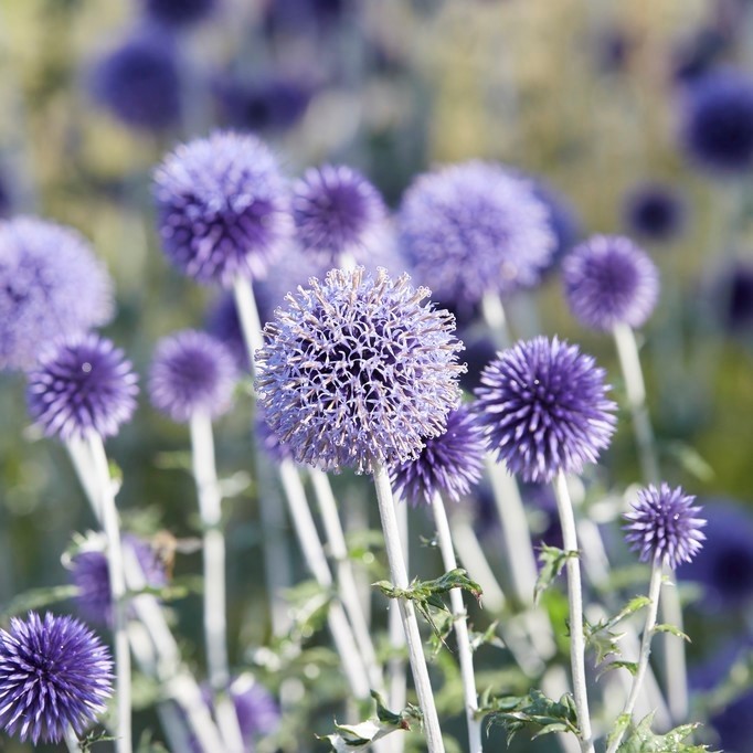 Echinops Veitch's Blue - Pack of 4