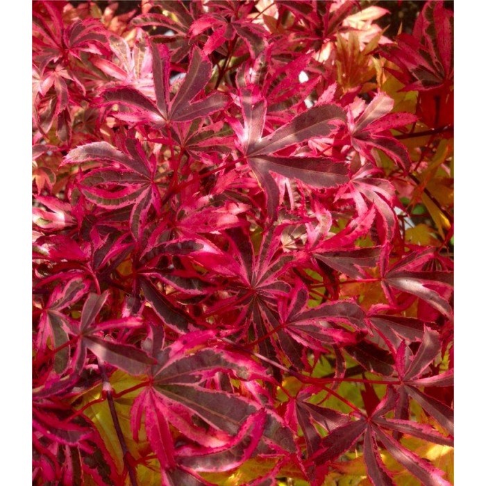 Acer palmatum Pink Passion - Striking Large Japanese Maple
