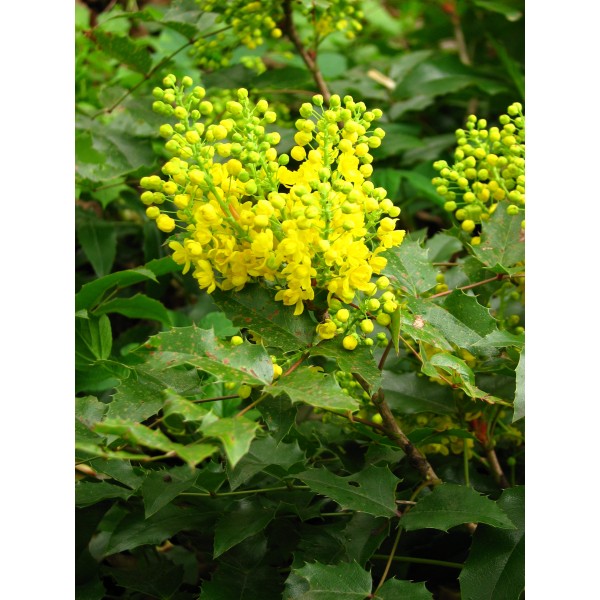 Page 2 | Buy Mahonia shrubs | Oregon Grape | Mahonia plants online