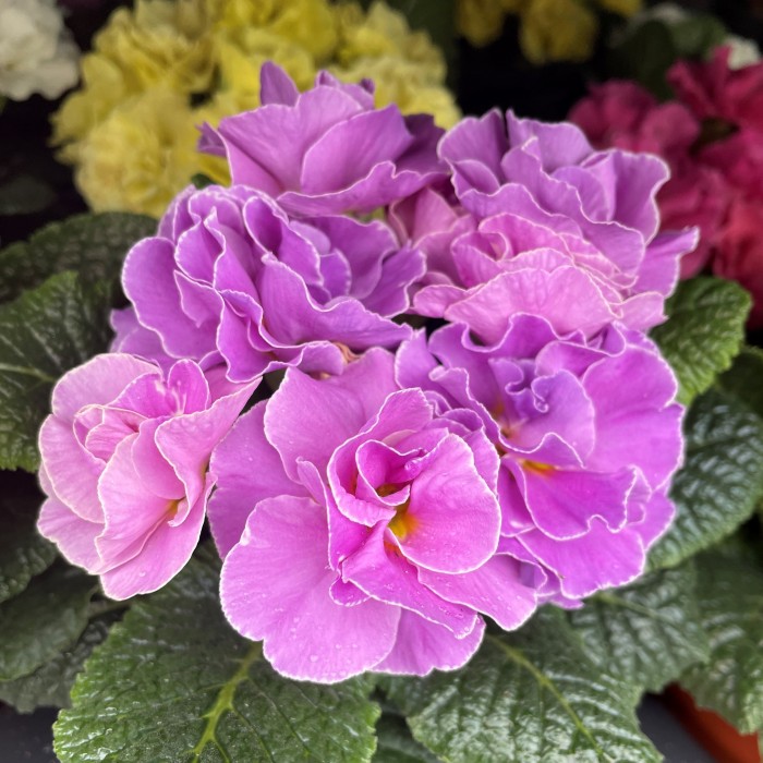 Primula acaulis Princess - Double Primroses in Assorted Colours