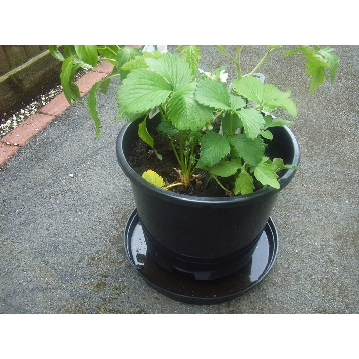 Twist 'N' Lock Grow Pot - Large 15 litre Container Pot with Saucer ...