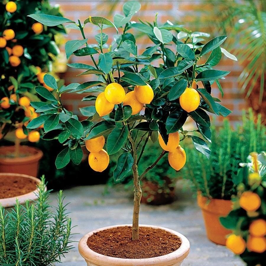Large Citrus Tree - Fruiting & Flowering Lemon Tree - 120-140cms ...