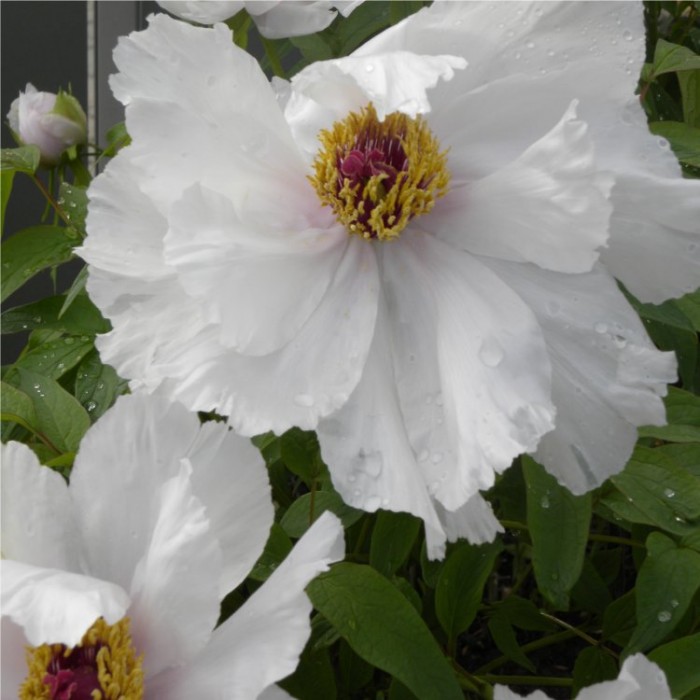 Tree Peony - Paeonia suffruticosa ‘Feng Dan’ - White Phoenix