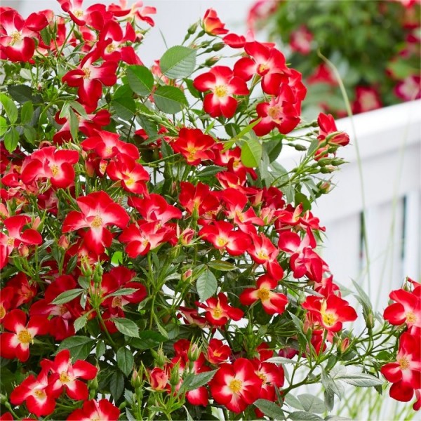 Gardening Express - Roses - Bush and Shrub Roses